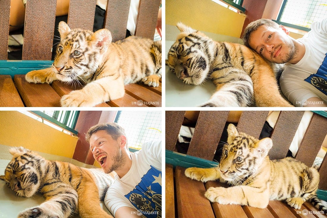 Como é o Tiger Kingdom, em Chiang Mai - O templo dos Tigres da ...